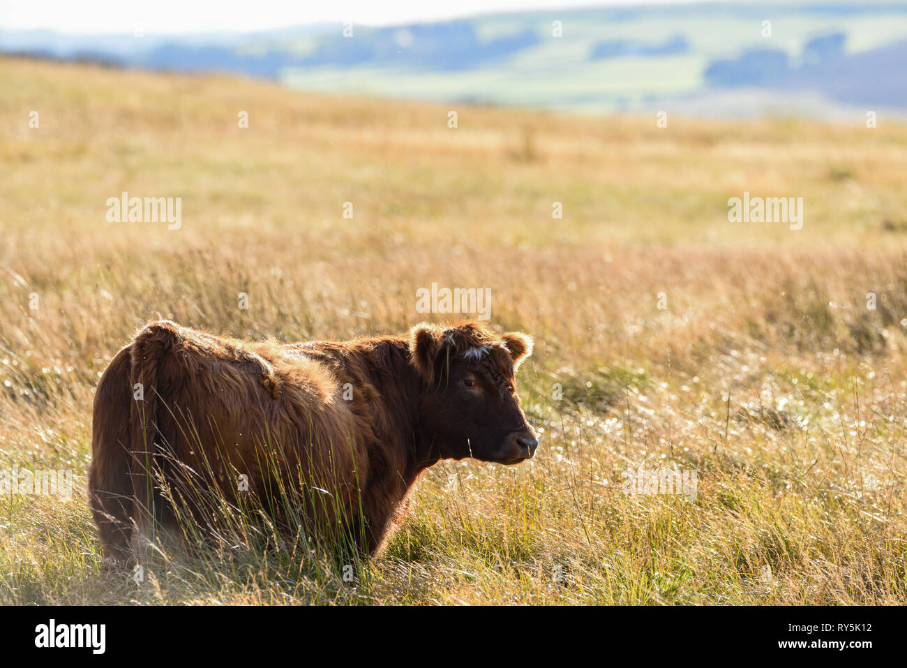 Highland cow evening sun hi-res stock photography and images - Alamy