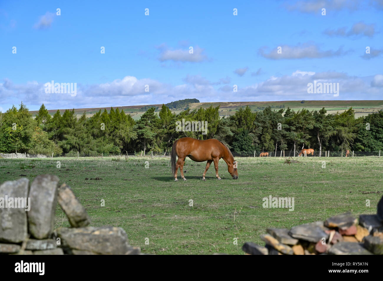 Equestrian field hi-res stock photography and images - Alamy