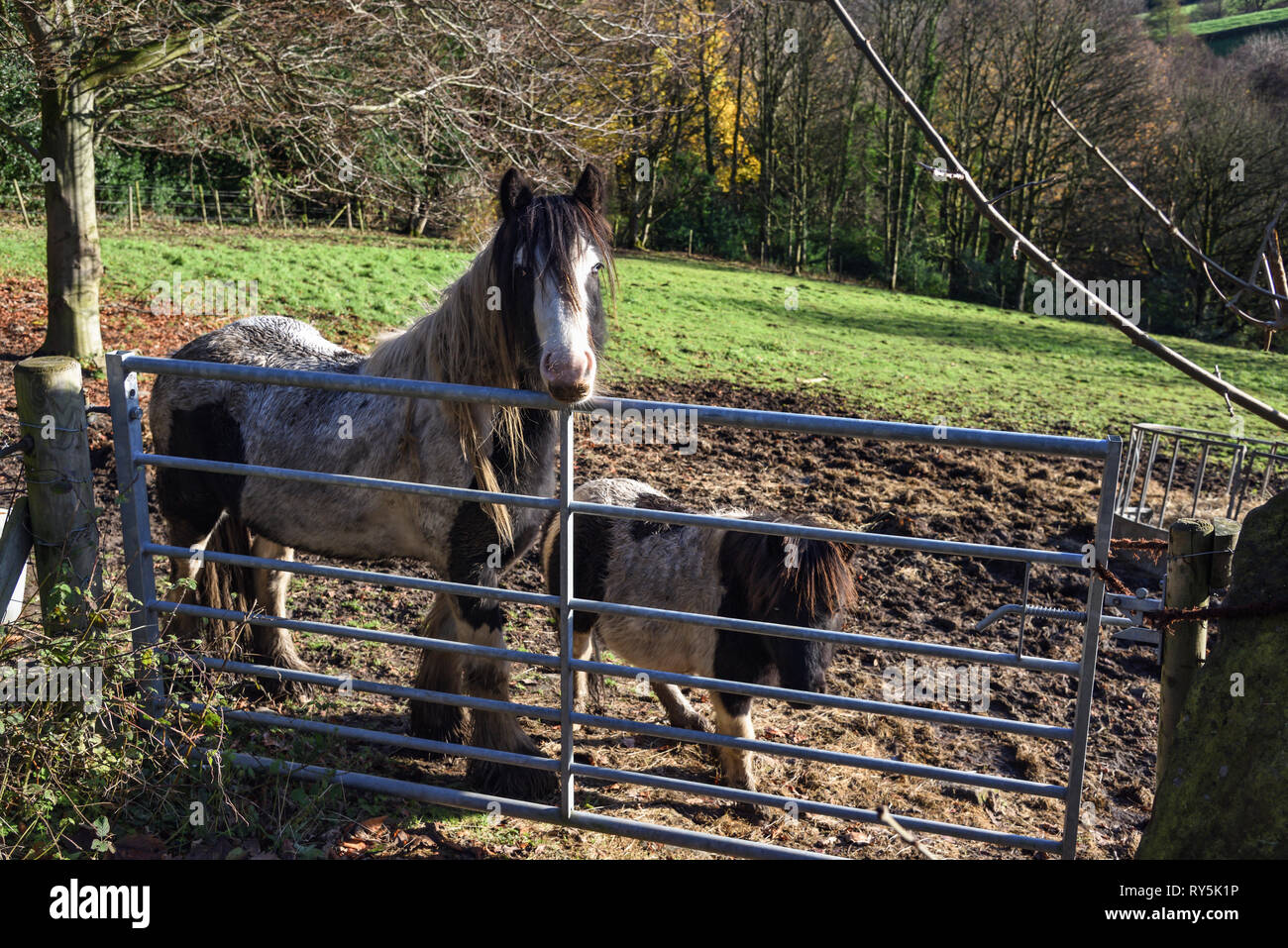 Pony and foal standing in a muddy field behind a steel gate on a Winter ...