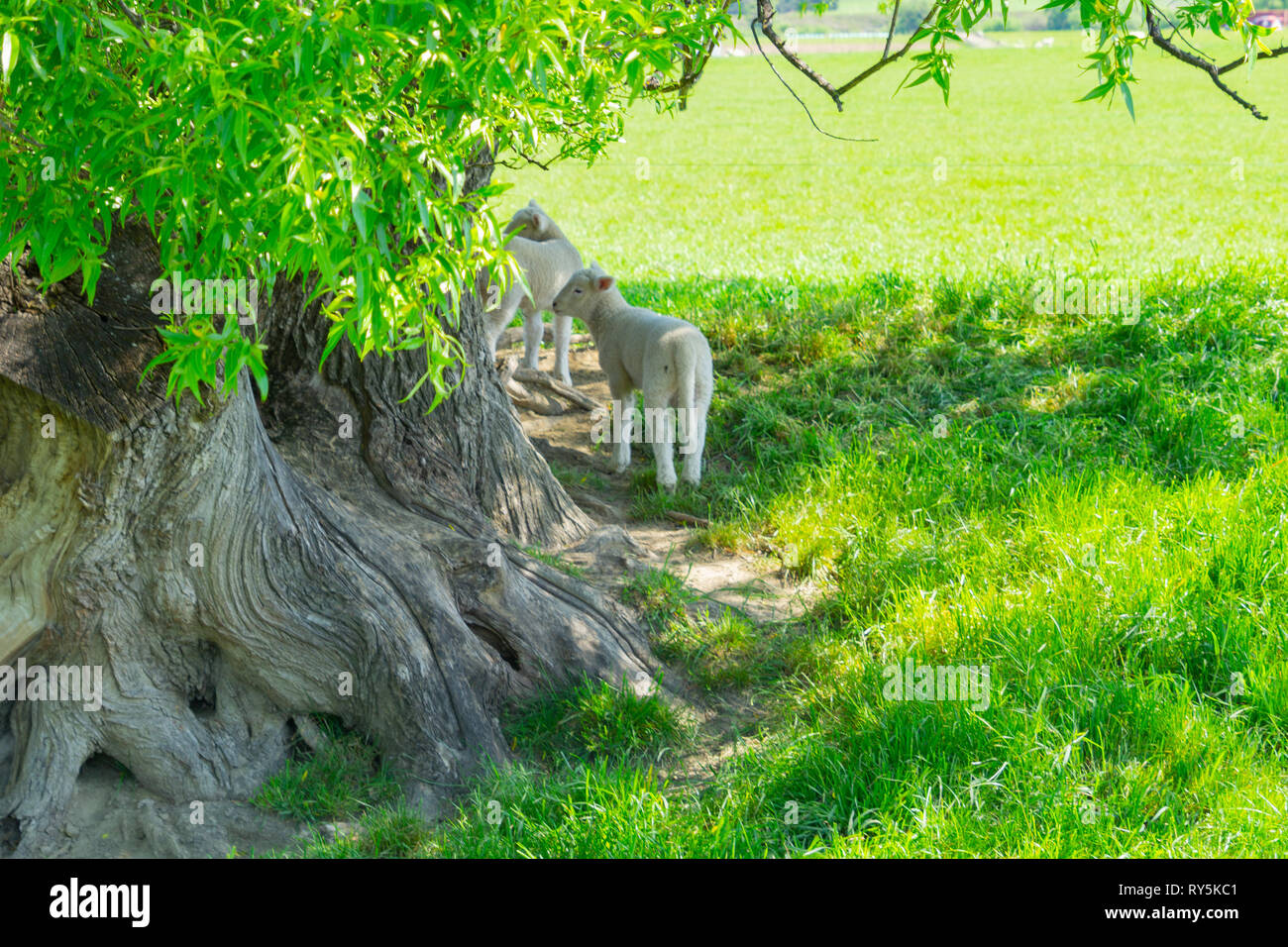 Lambs sheltering in shade of gnarly old willow tree in rich green field ...
