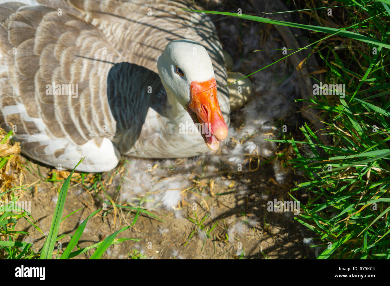 Goose Beak Open High Resolution Stock Photography and Images - Alamy