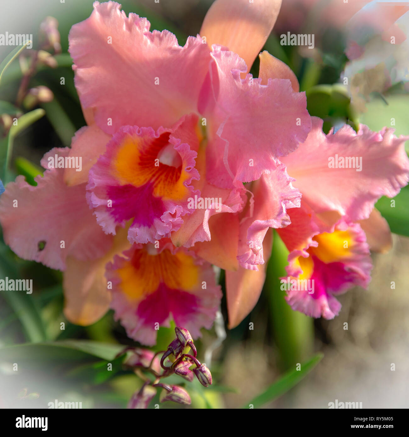 Orchids blossom hi-res stock photography and images - Alamy