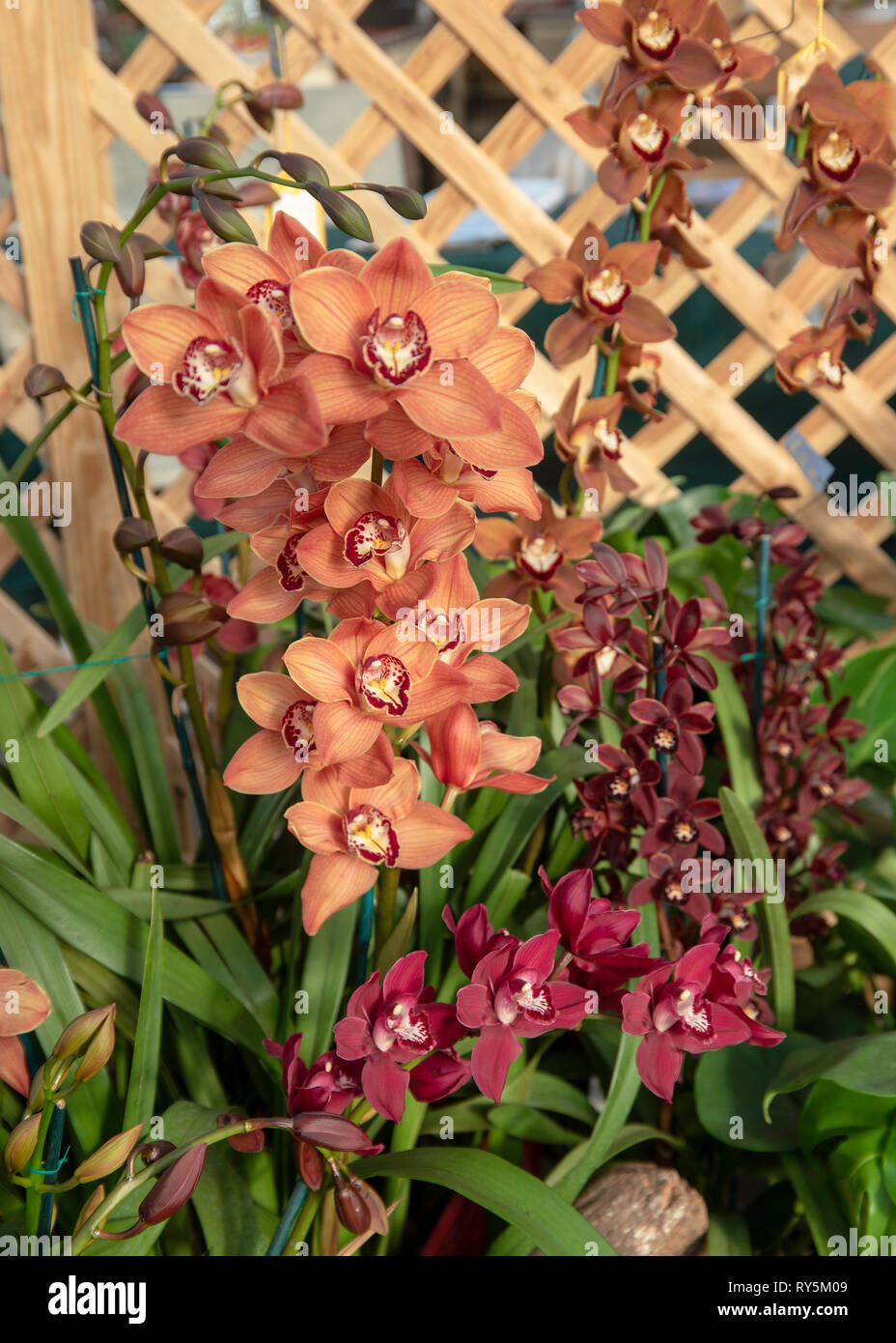 Multi-Colored Orchid Display Stock Photo - Alamy