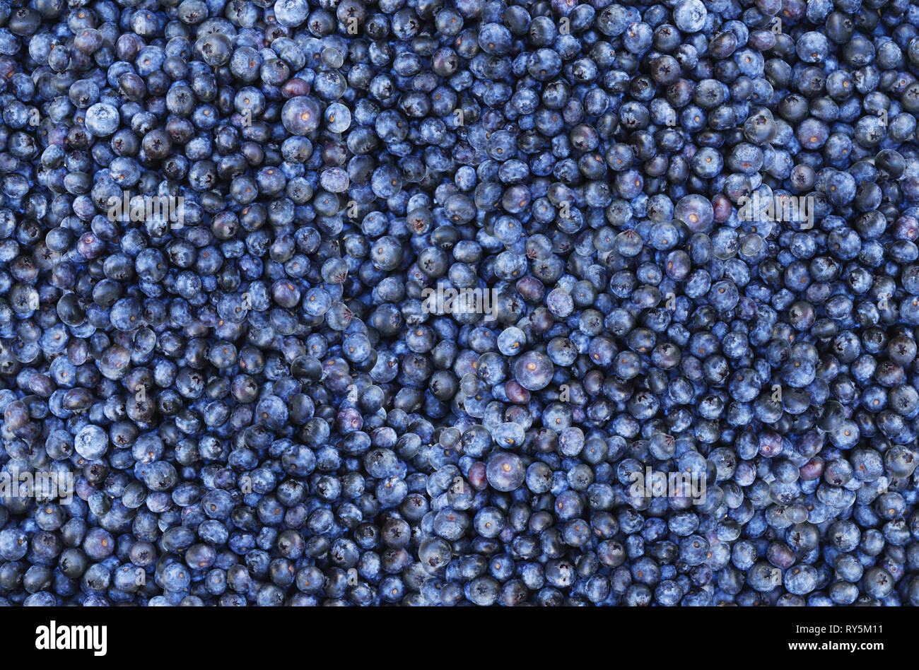 Pile of Blueberries Wide Stock Photo - Alamy