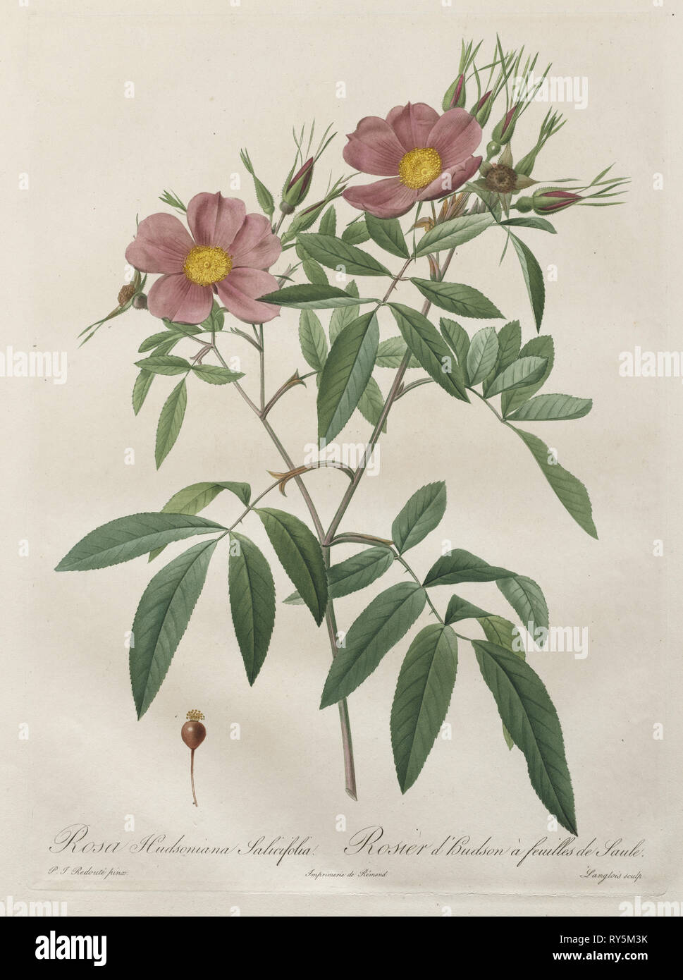 Les Roses: Rosa Hudsoniana Salicifolia, 1817-1824. Henry Joseph Redouté ...