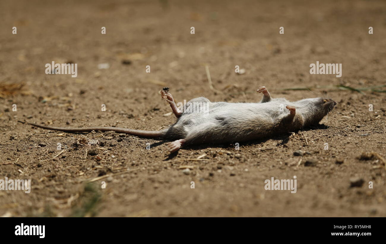 Dead Rat in the Dirt Stock Photo - Alamy