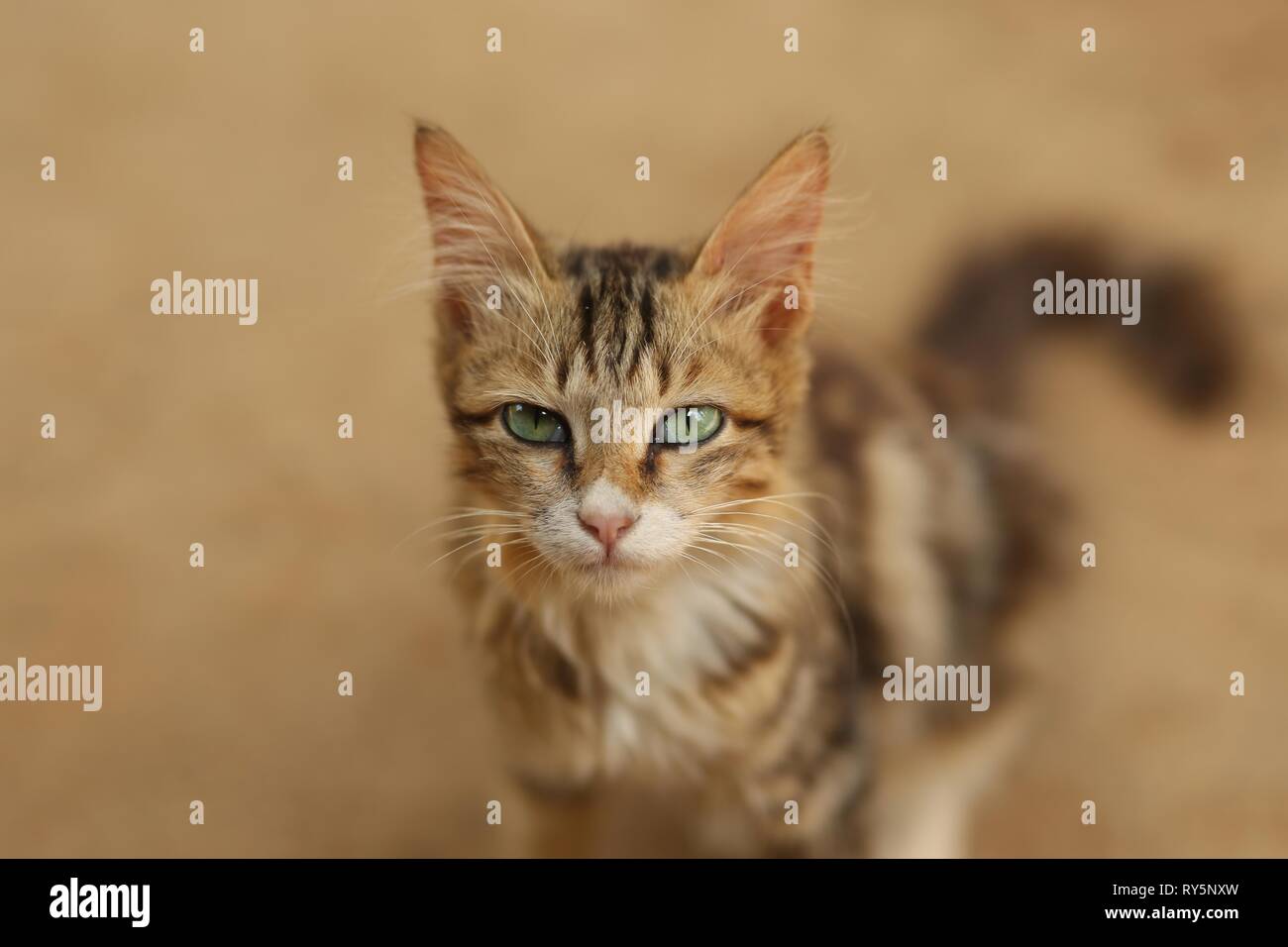 cat looking towards camera Stock Photo - Alamy