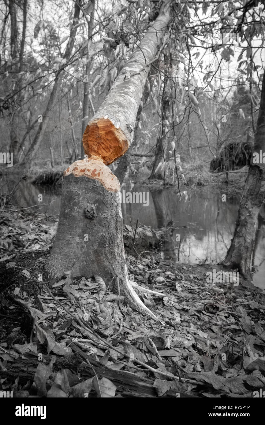 Splash of color hi-res stock photography and images - Alamy