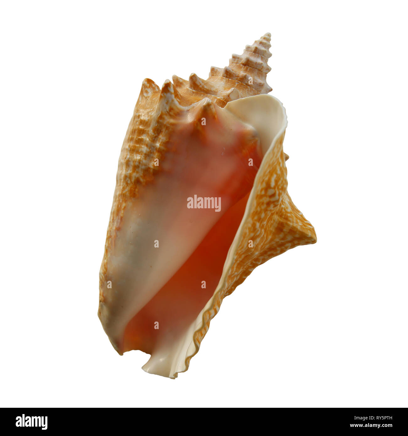 Conch Shell on White Background 2 Stock Photo - Alamy