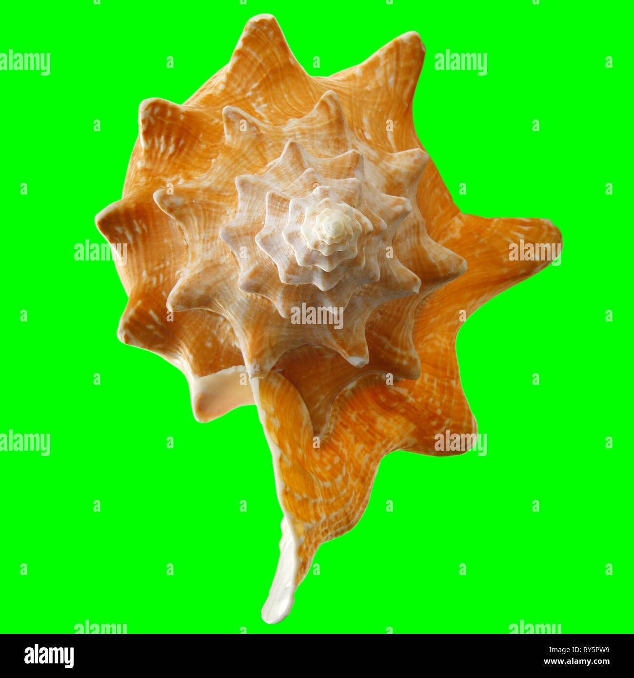 Conch Shell on Chroma Key Green Background 3 Stock Photo - Alamy