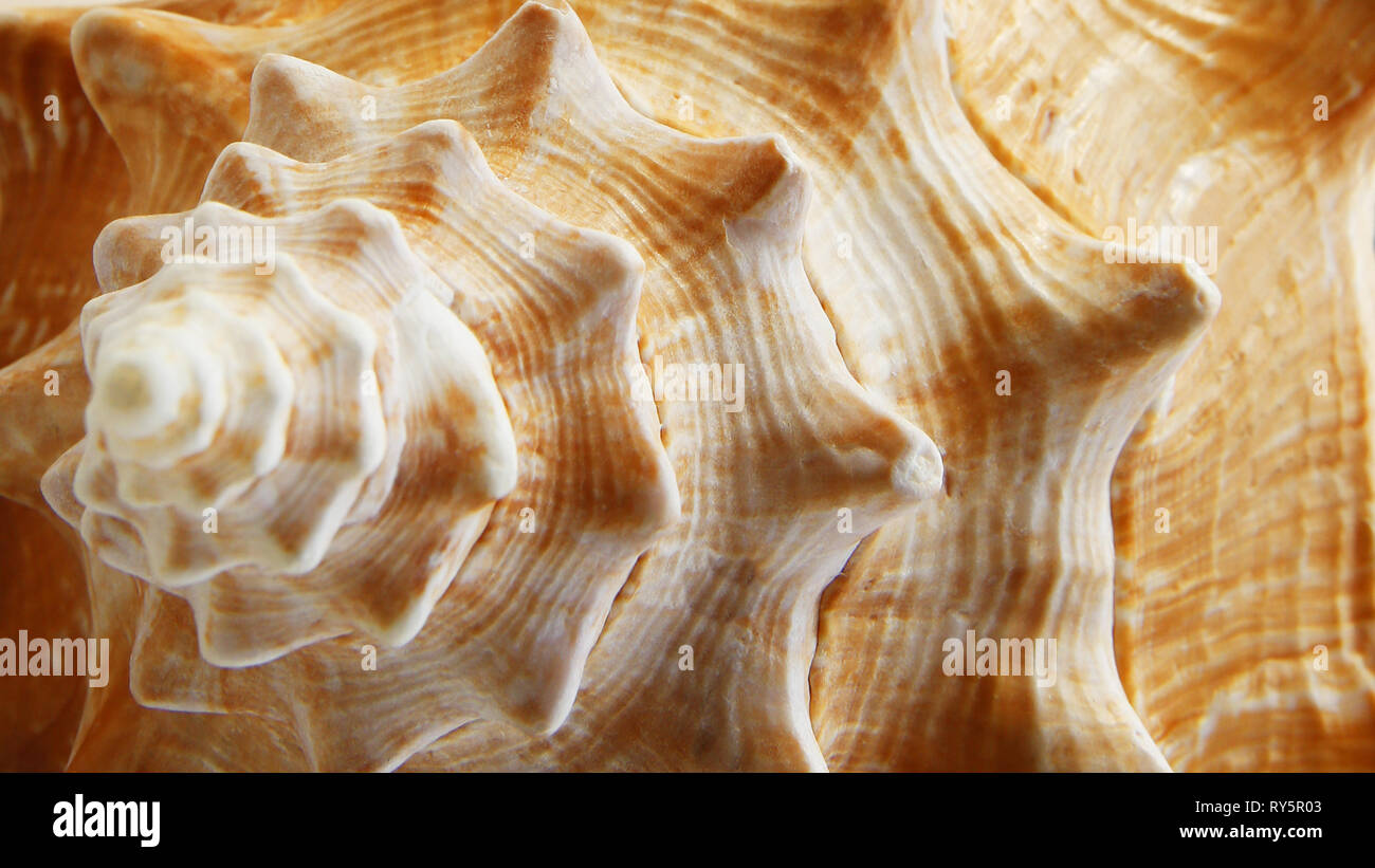 Large queen conch shell hi-res stock photography and images - Alamy