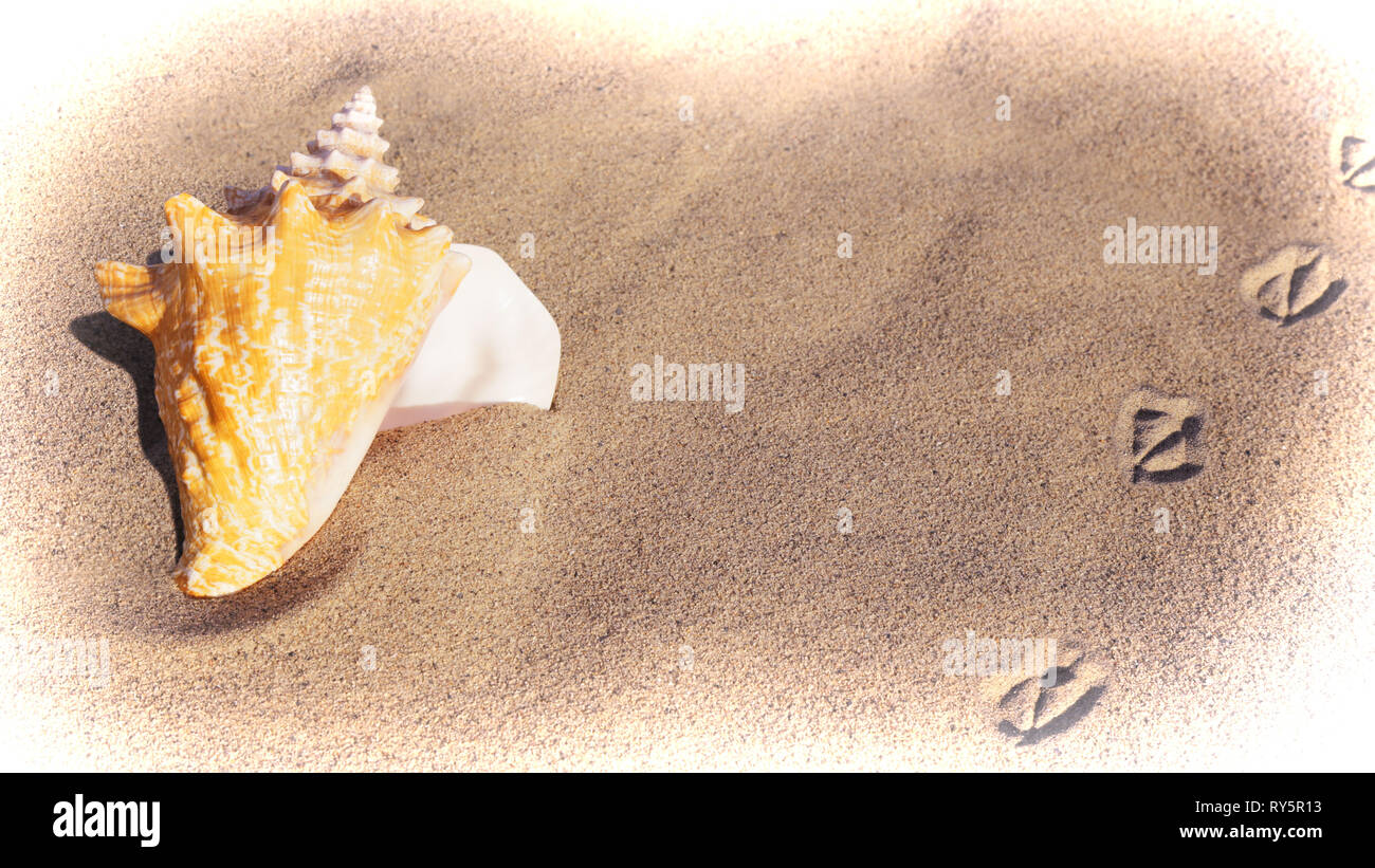 Large Conch Shell on the Beach 2 Stock Photo - Alamy