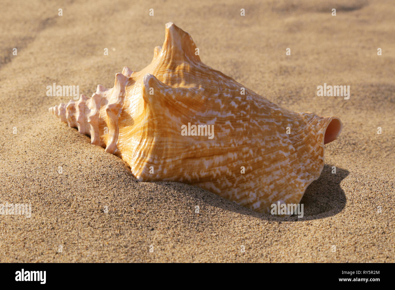 Conch shell feet hi-res stock photography and images - Alamy