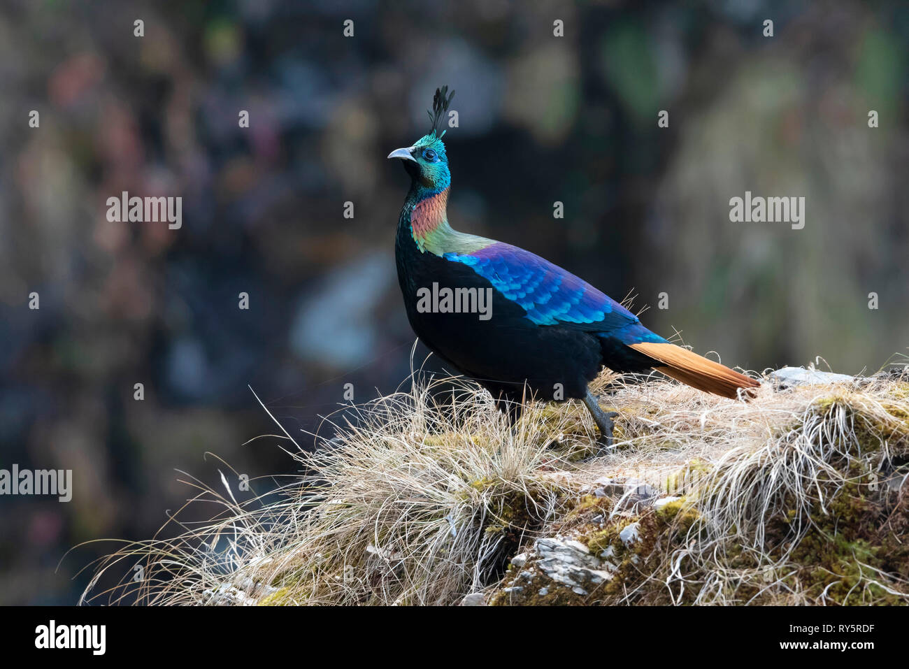 Himalayan Monal, Lophophorus impejanus, Kedarnath Wildlife Sanctuary ...