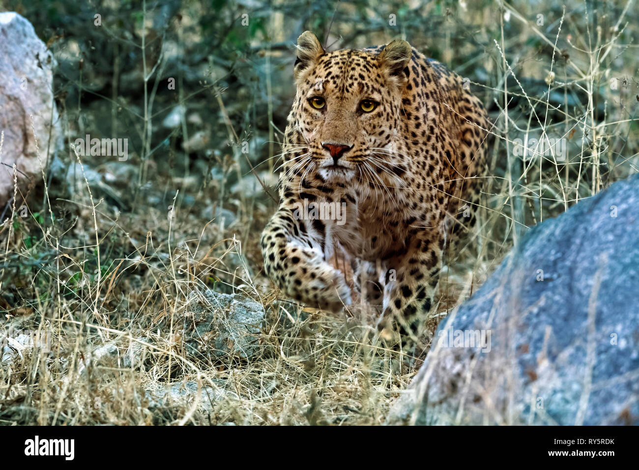 Indian leopard, Jhalna Forest Reserve, Jaipur, Rajashthan Stock Photo ...