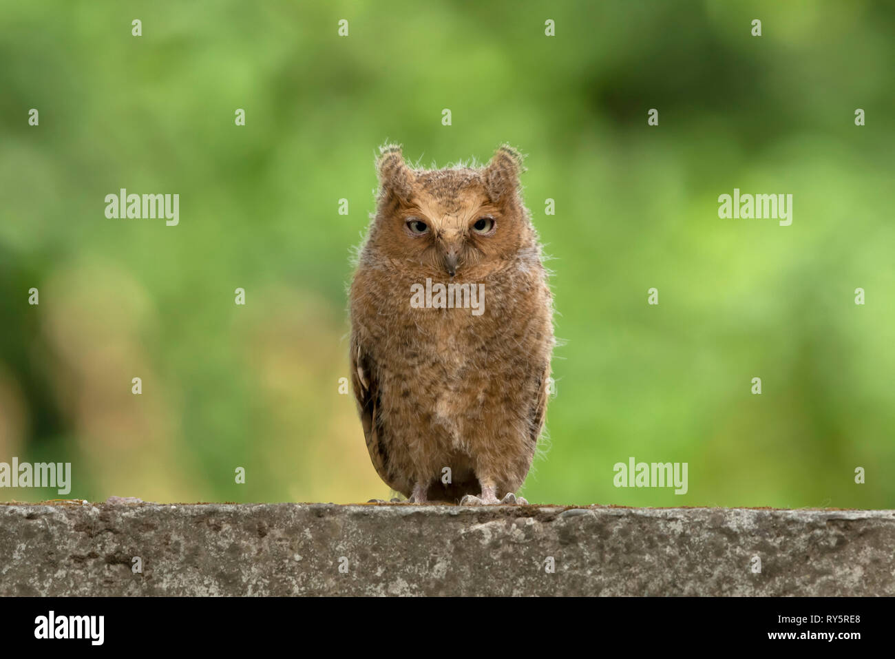 Mountain Scops owl, Otus spilocephalus, Sattal, Uttarakhand, India ...