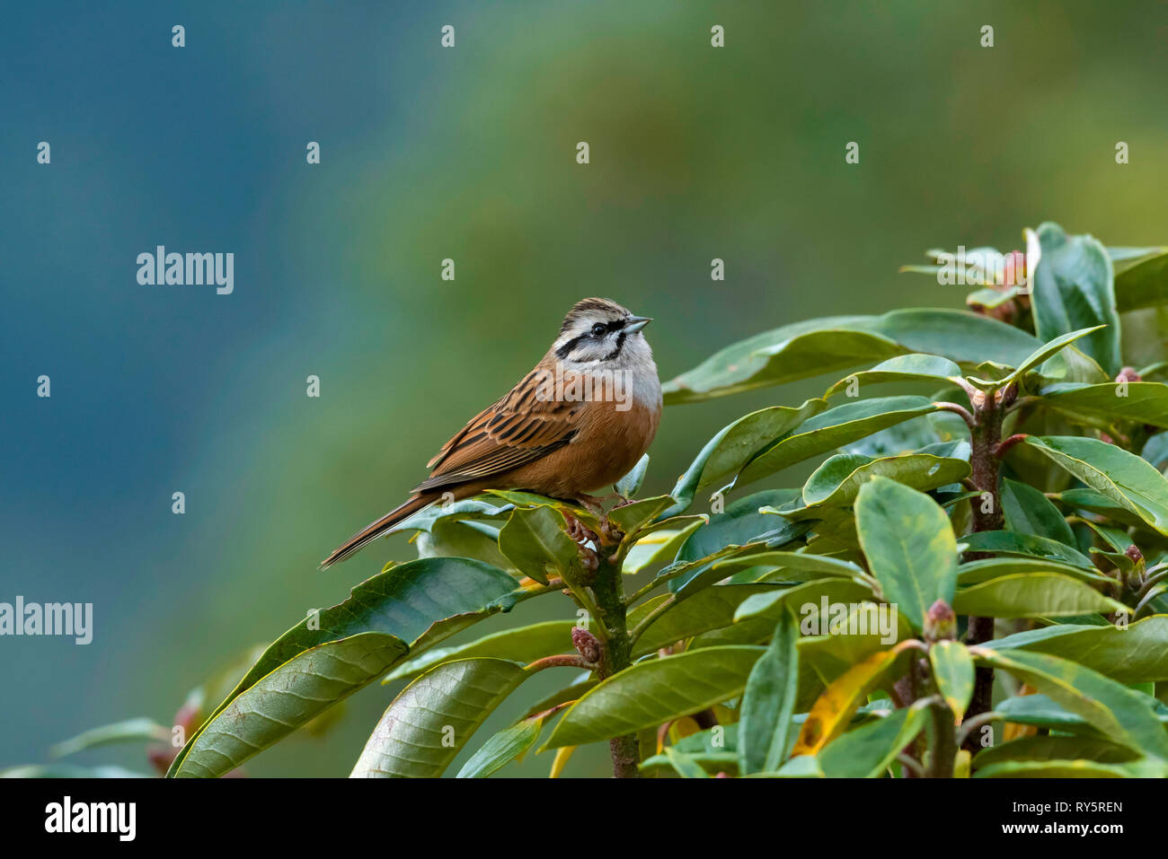 Rock bunting, Emberiza cia, Munshayari, Uttarakhand, India Stock Photo ...