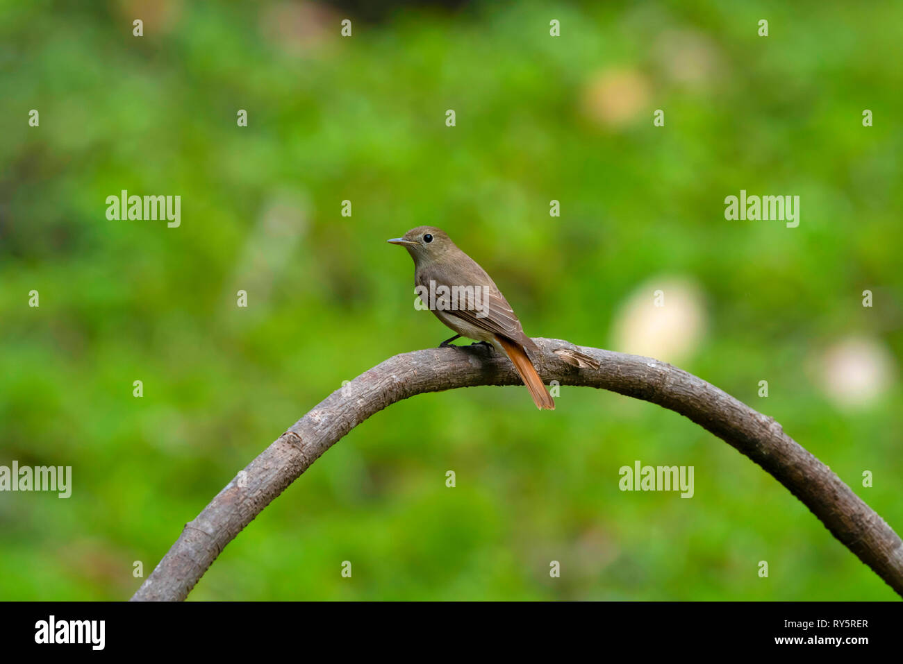 Rusty Tailed Flycatcher, Ficedula ruficauda, Sattal, Uttarakhand, India ...