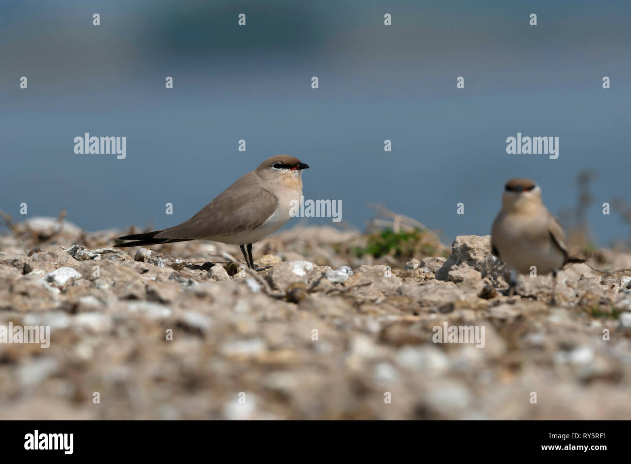 Small pratincole, Glareola lactea, Bhigwan, Pune, Maharashtra, India ...