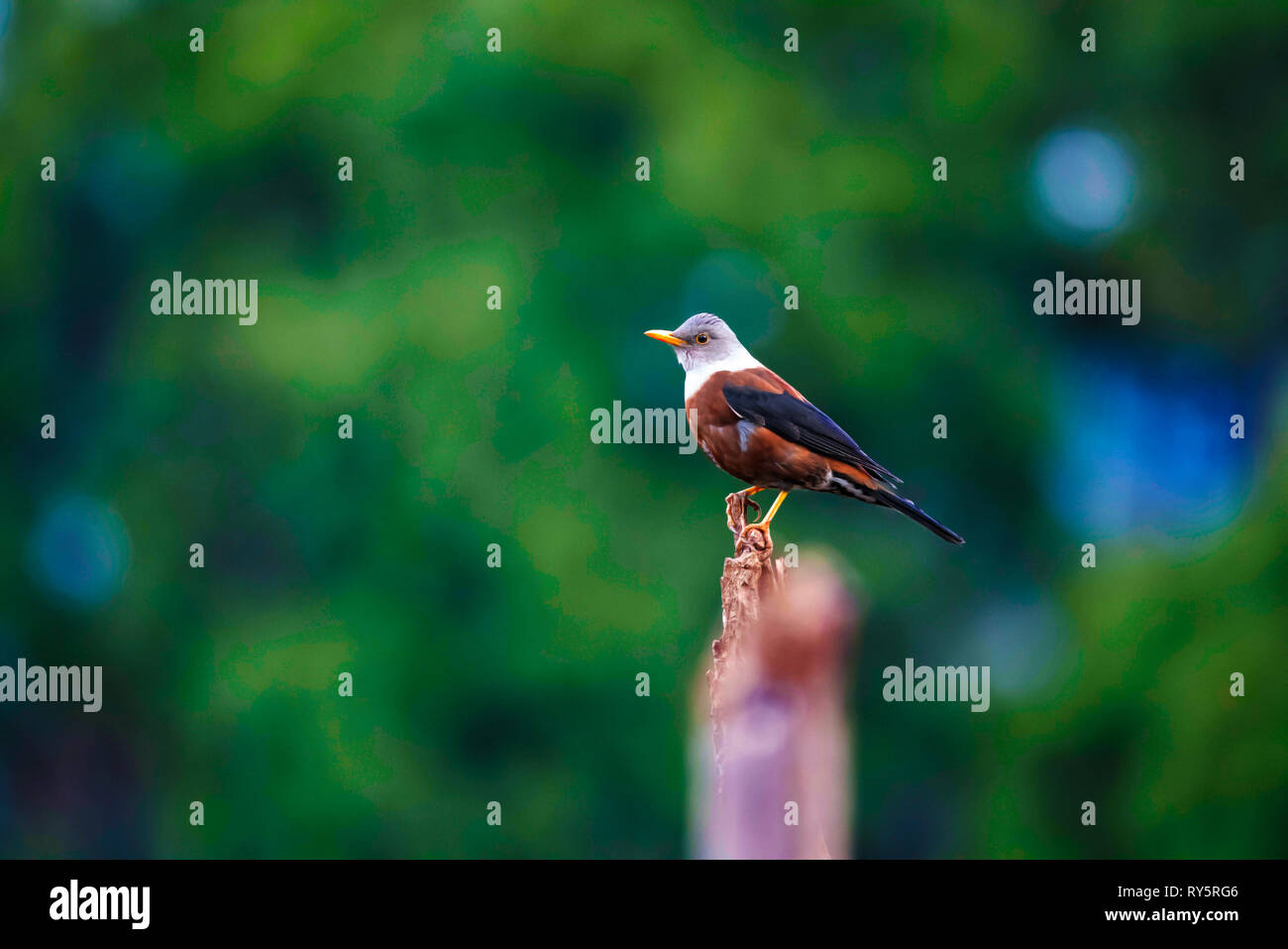 Light chestnut brown plumage hi-res stock photography and images - Alamy