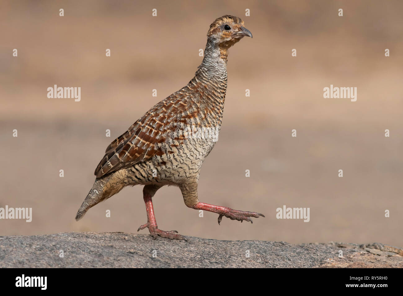 Grey Francolin, Francolinus pondicerianus, Hampi, Karnataka, India ...