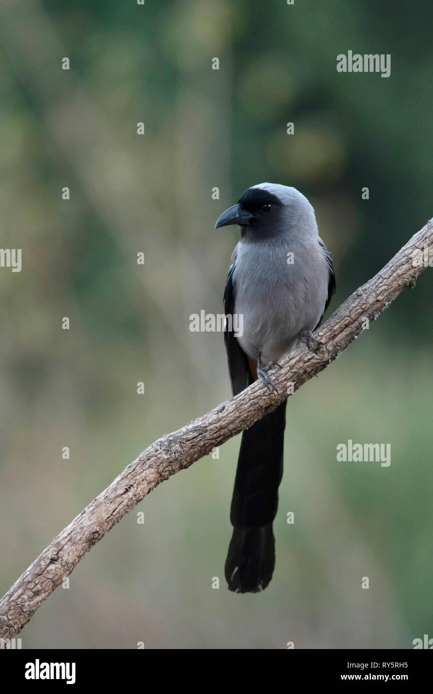 Grey treepie, Dendrocitta formosae, Sattal, Nainital, Uttarakhand ...