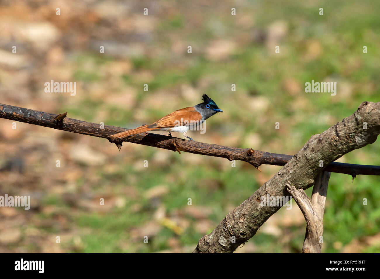Rufous color morph hi-res stock photography and images - Alamy