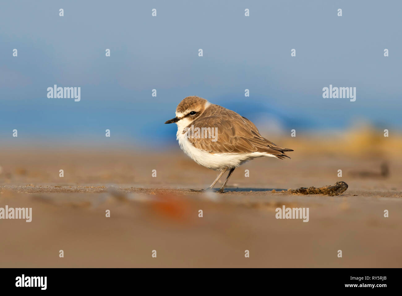 Lesser sand Plover, Charadrius mongolus, Akshi beach, Alibaug ...