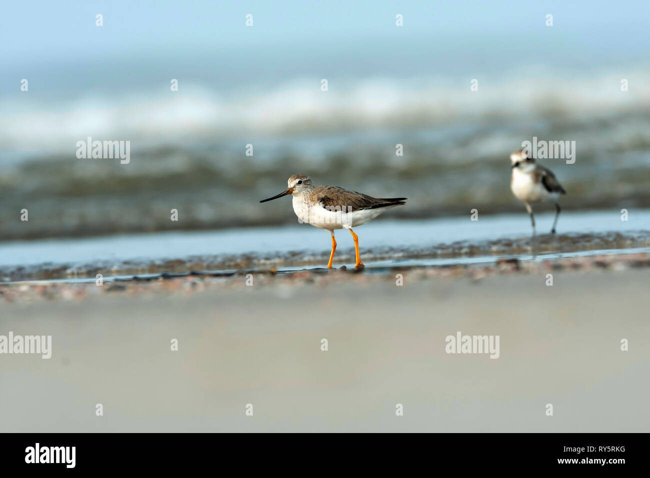 Terek Sandpiper, Xenus cinereus, Akshi Beach, Alibaug, Maharashtra ...