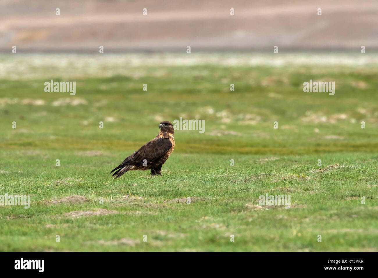Upland Buzzard, Buteo hemilasius, Hanle, Leh Ladakh, Jammu and Kashmir ...