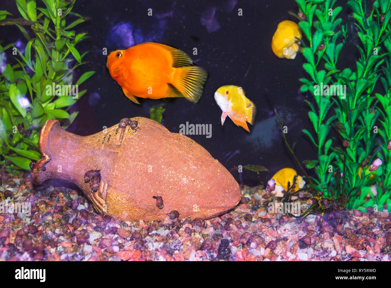 close up of aquarium tank full of fish Stock Photo - Alamy