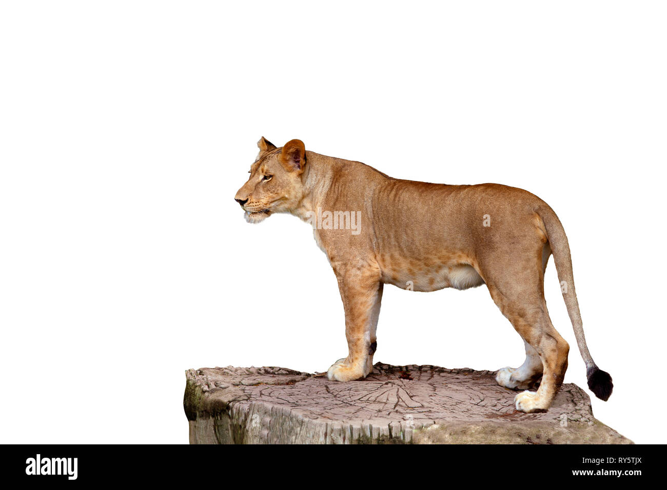 full body of lioness standing on large tree stump isolate white ...