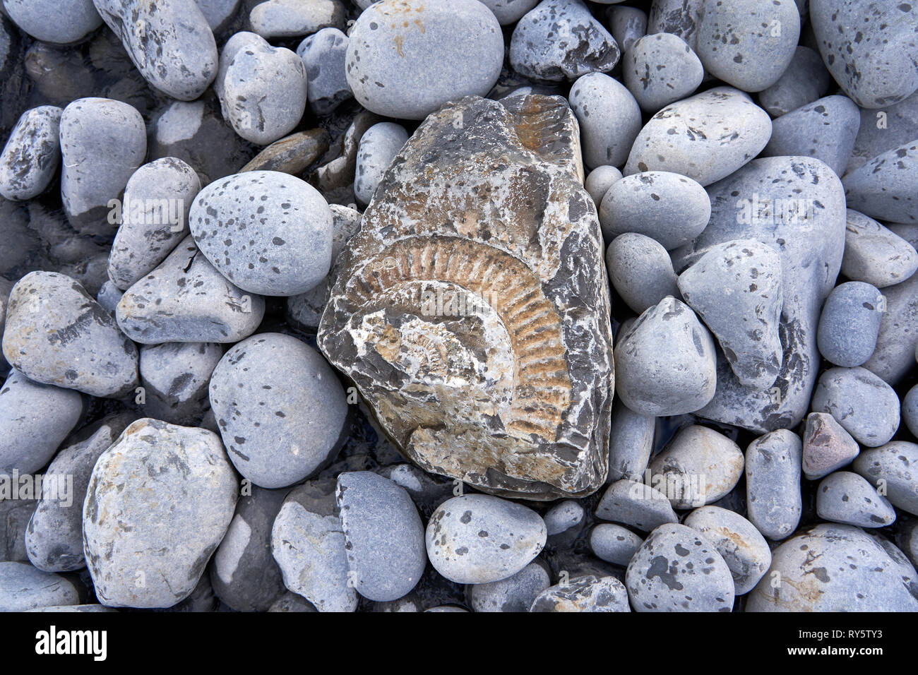Fossil on the beach at Monknash on the Glamorgan Heritage Coast, South ...