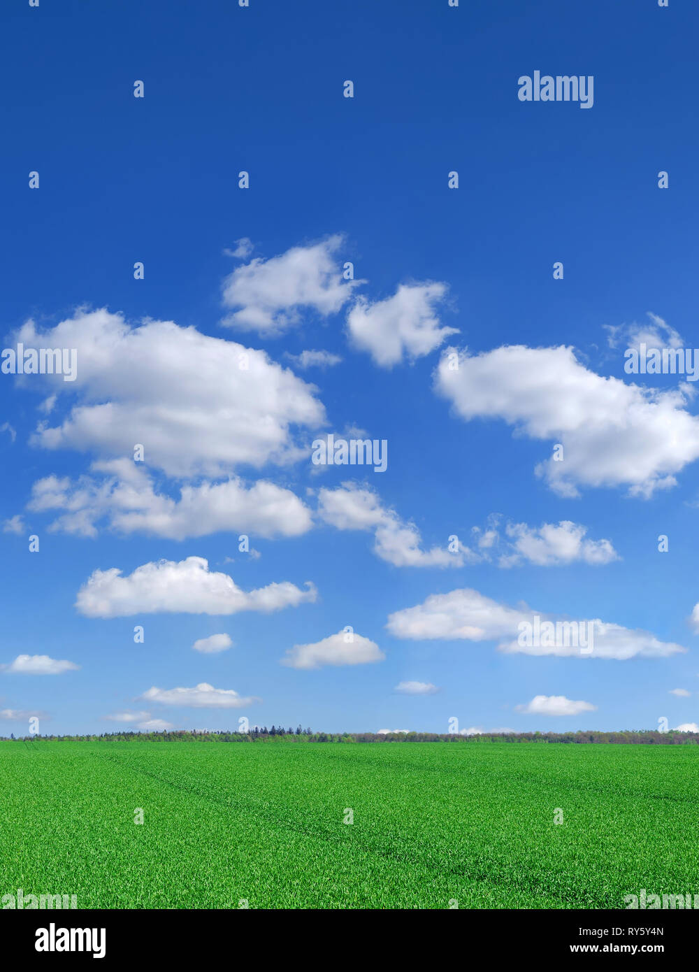 Idyllic spring landscape, green fields, blue sky and white clouds in ...