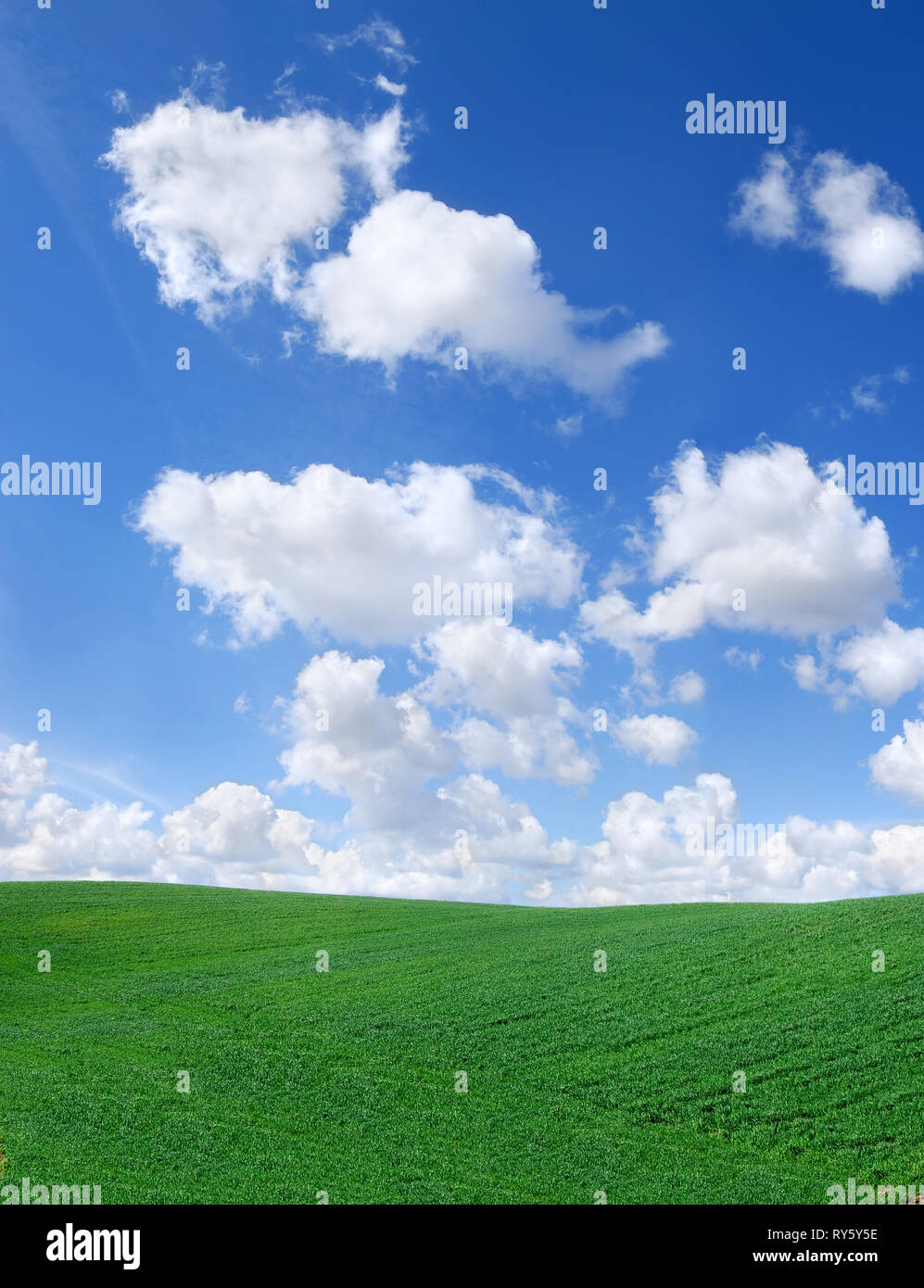 Idyllic spring landscape, rolling green fields, blue sky and white ...