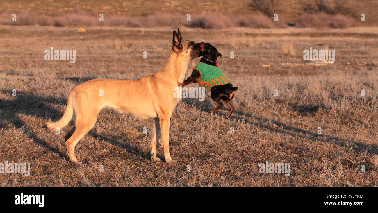 Two dogs, large and small, the Belgian Shepherd Malinois and a ...