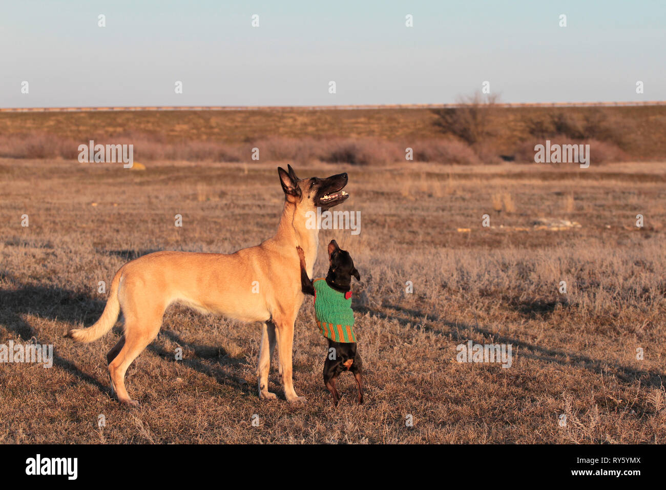 Two dogs, large and small, the Belgian Shepherd Malinois and a ...