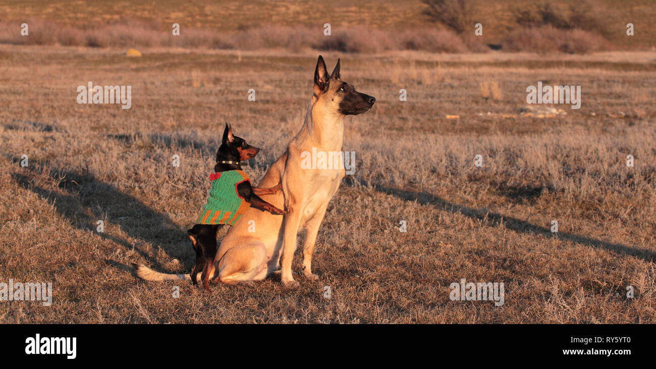 Two dogs, large and small, the Belgian Shepherd Malinois and a ...