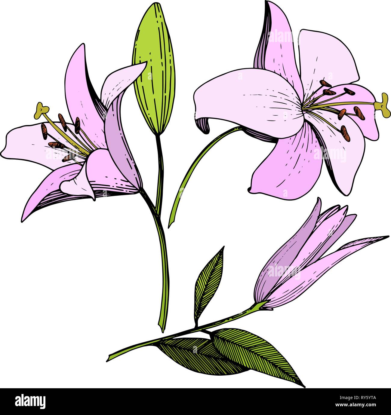 Vector Pink Lily floral botanical flower. Engraved ink art. Isolated ...