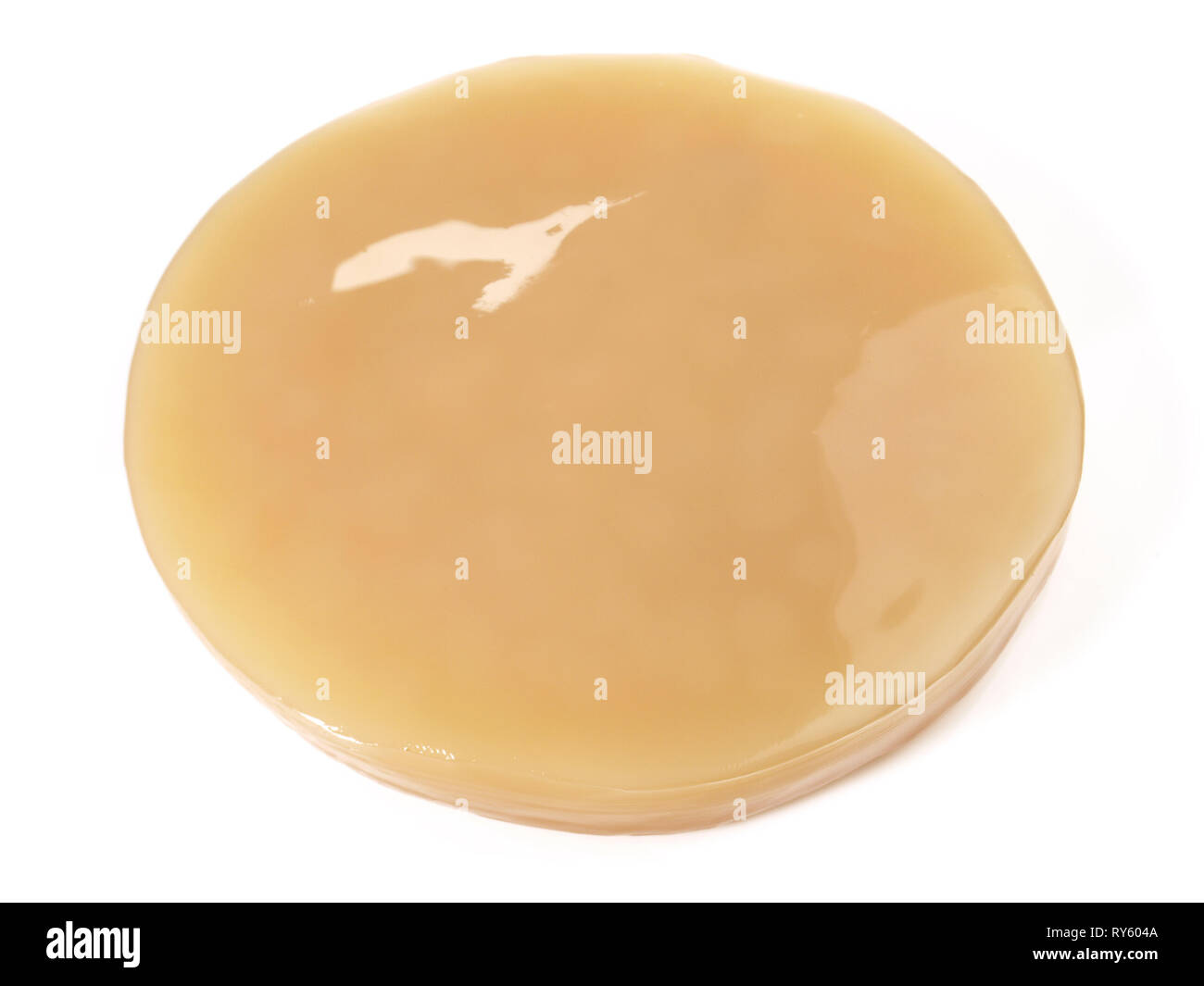 Kombucha Mushroom on white Background Stock Photo - Alamy