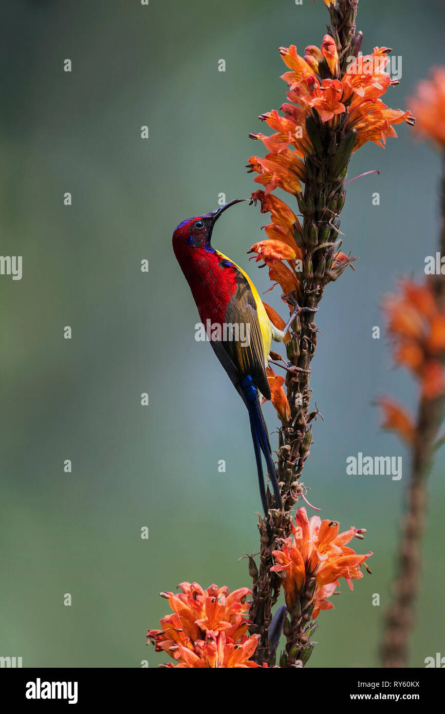 Indian Sunbird High Resolution Stock Photography and Images - Alamy