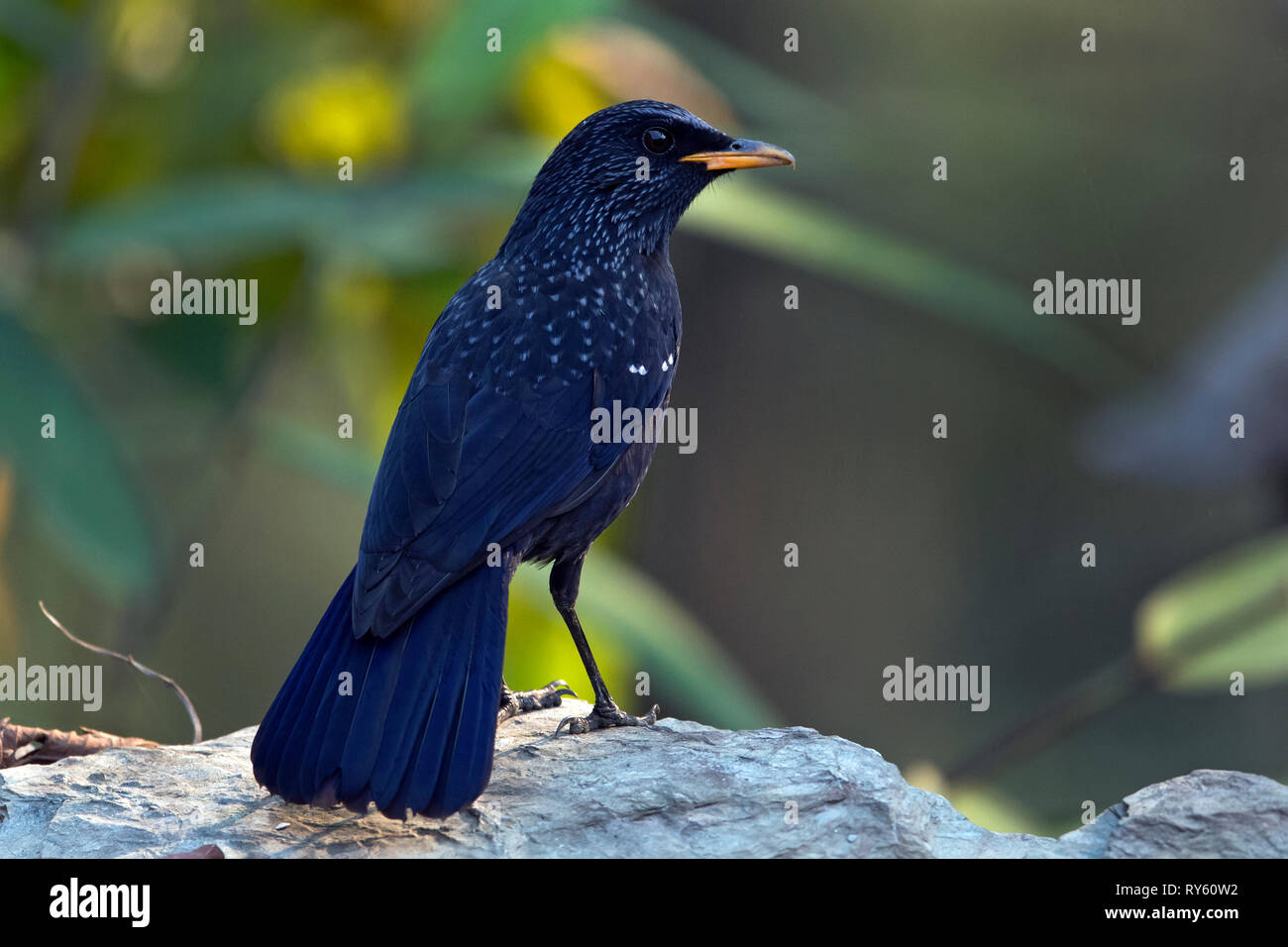 Indian himalayan bird hi-res stock photography and images - Alamy