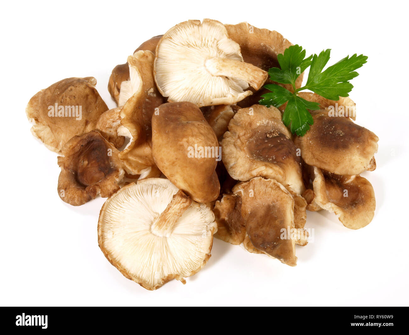 Asian mushrooms Cut Out Stock Images & Pictures - Alamy