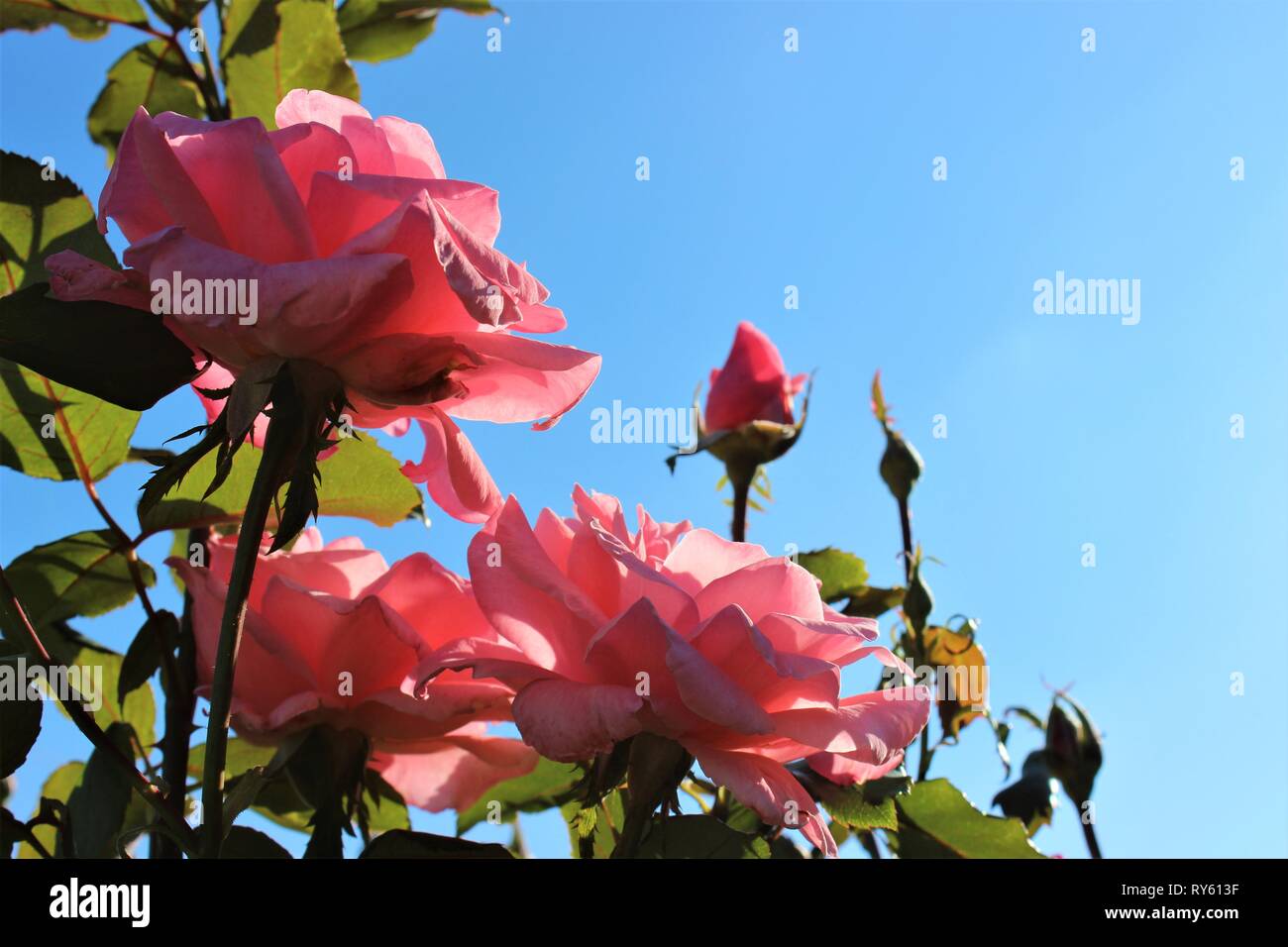 pink roses facing up. blue sky Stock Photo - Alamy