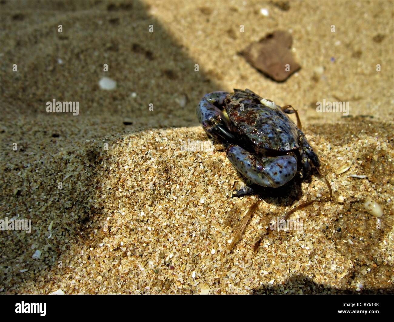 Crab on sand hi-res stock photography and images - Alamy