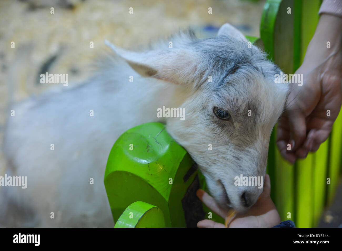 Happy goat hi-res stock photography and images - Alamy