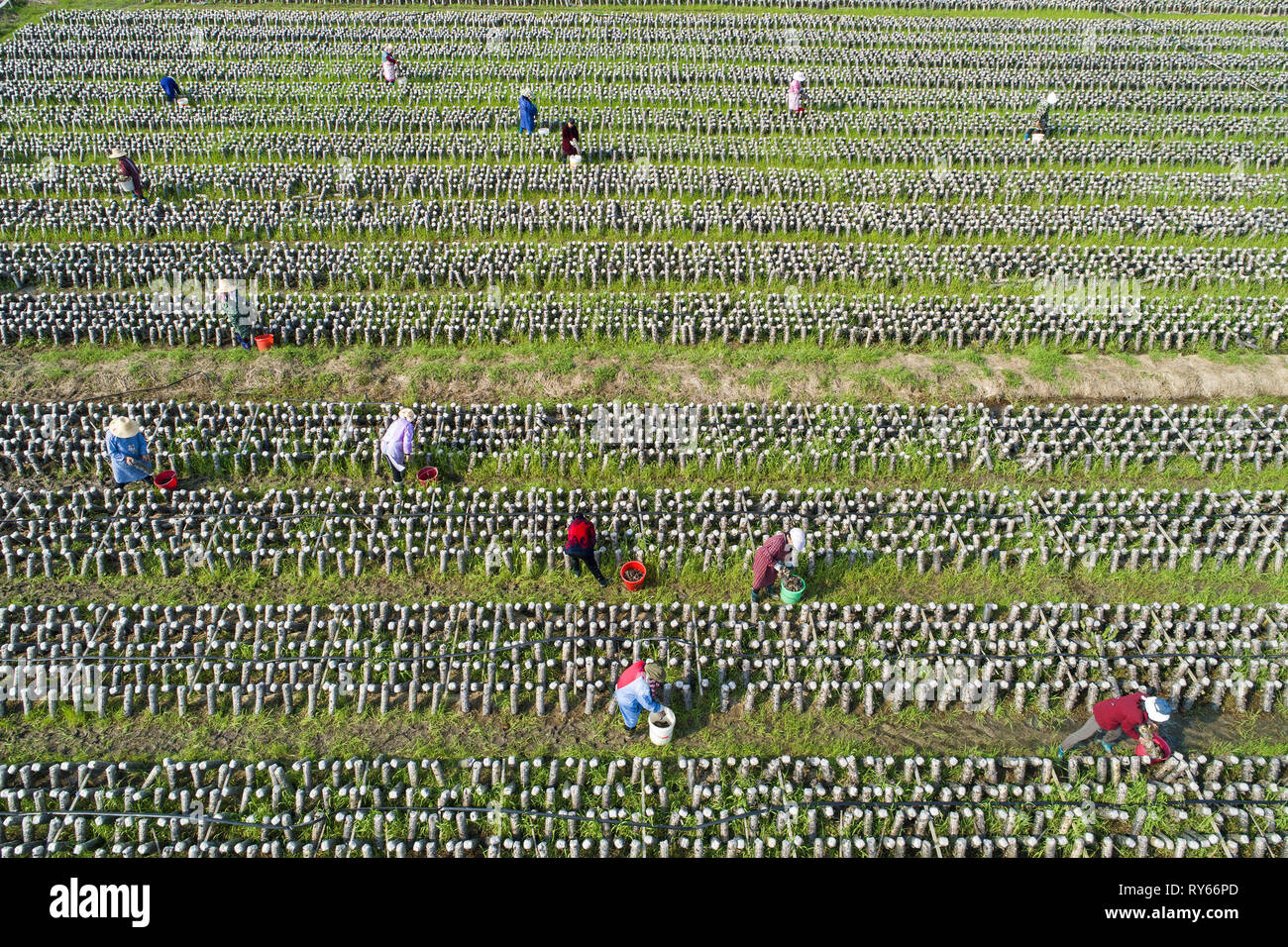 Longtian hi-res stock photography and images - Alamy