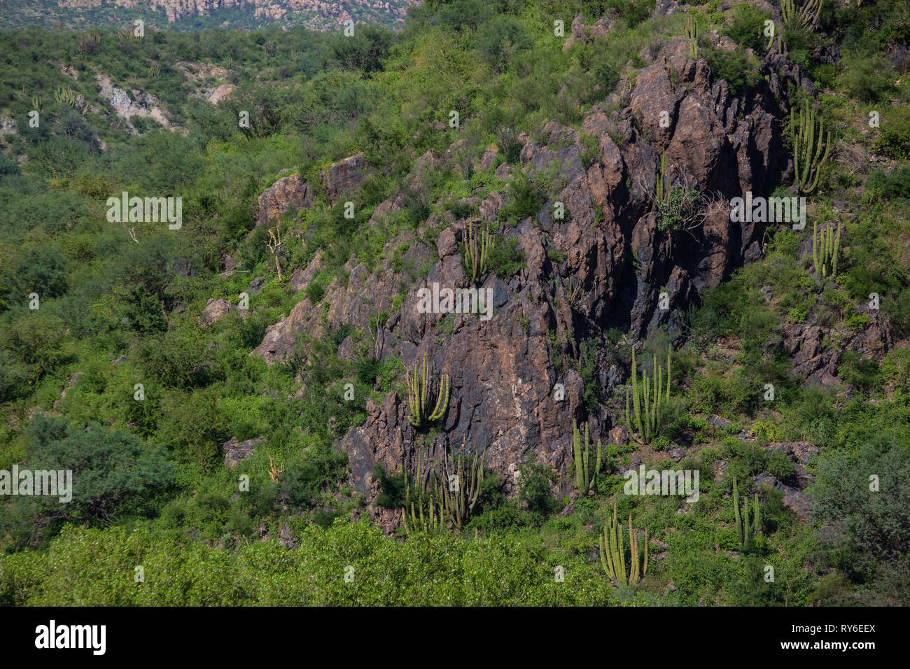 Mpo arizpe hi-res stock photography and images - Alamy