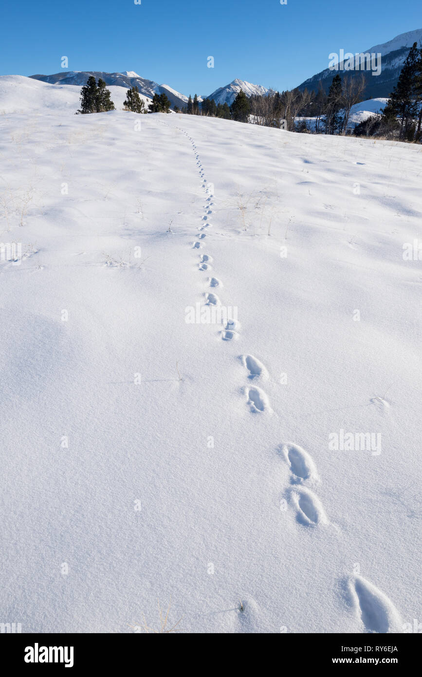 Animal tracks in snow, Iwetemlaykin State Heritage Site, Oregon Stock ...