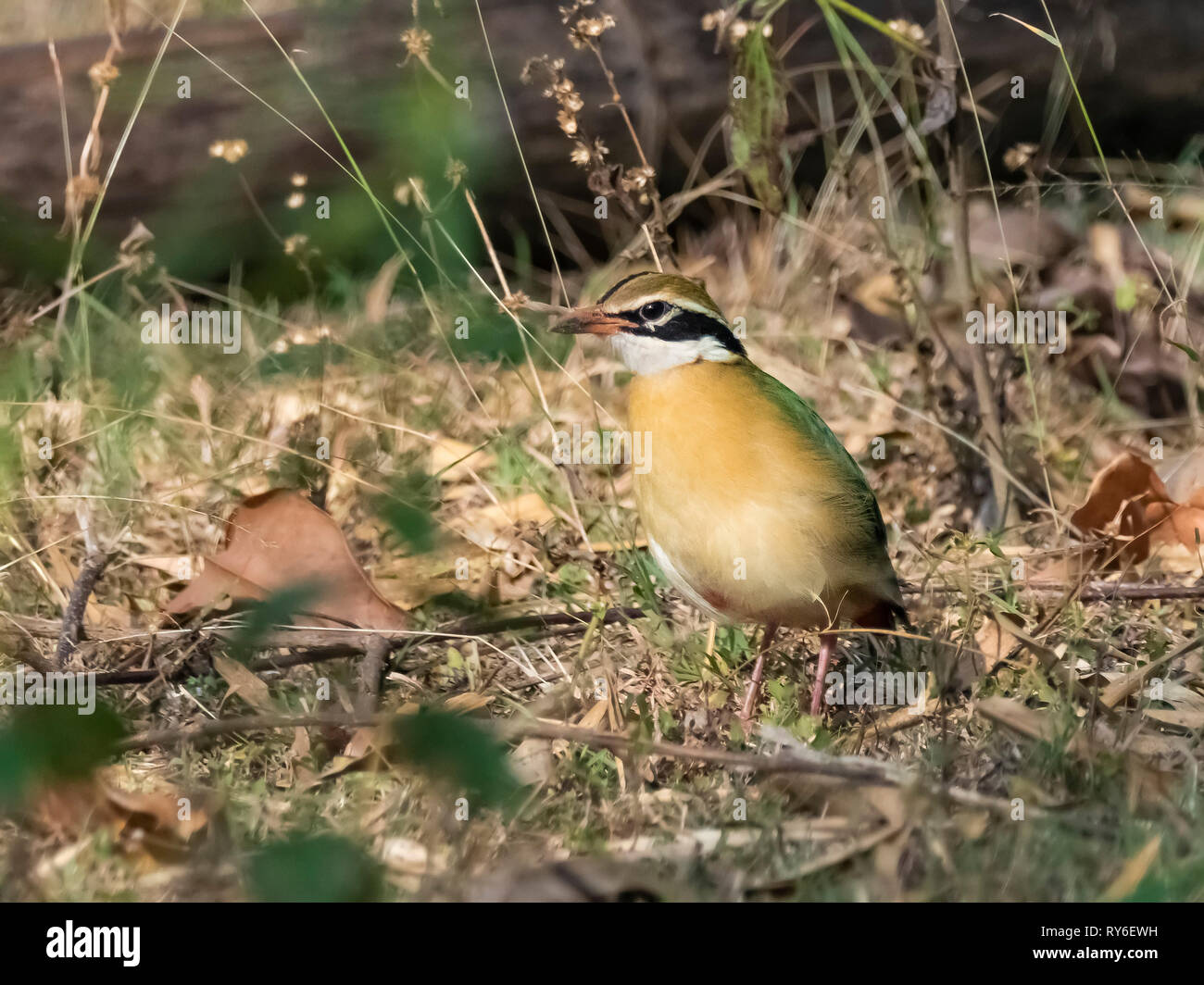 Indian Pitta (Pitta brachyura Stock Photo - Alamy